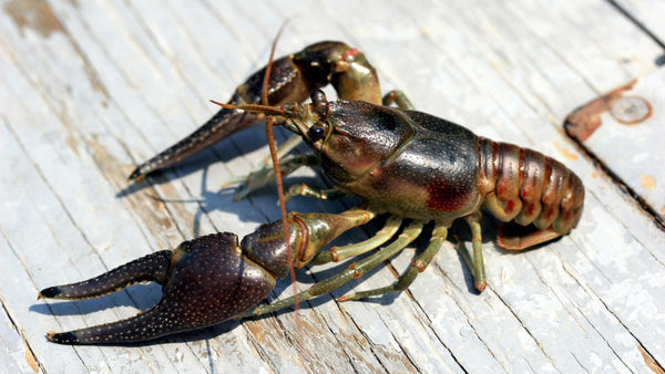 CRAYFISH OIL – Southern Snares & Supply